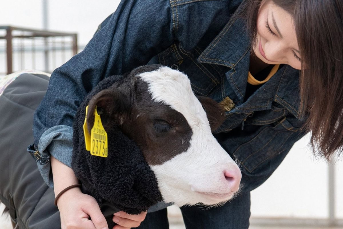 Tips for Using Calf Jackets - FutureCow